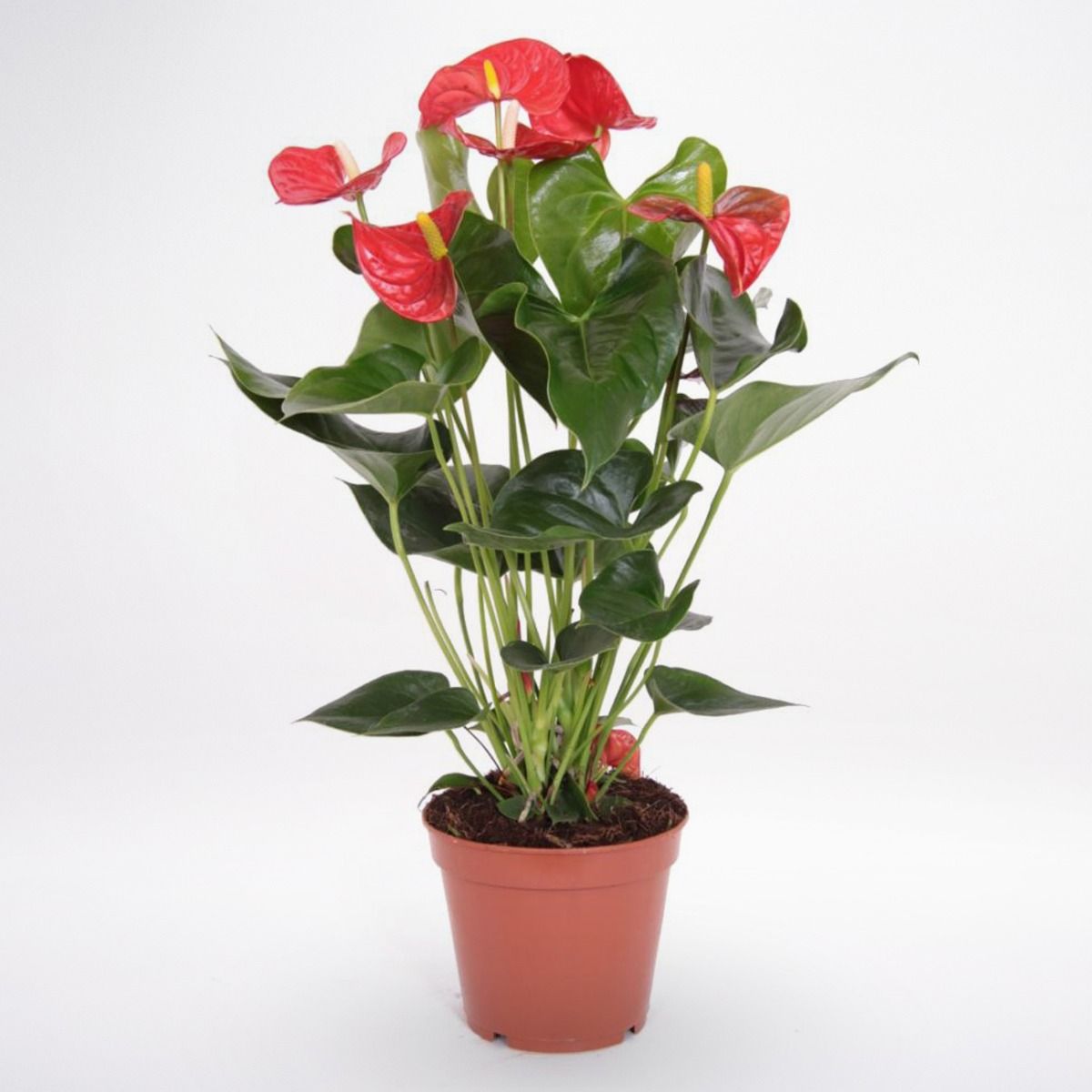 Buy Anthurium Plant (Red) Online | Shop Plants Gifts Online