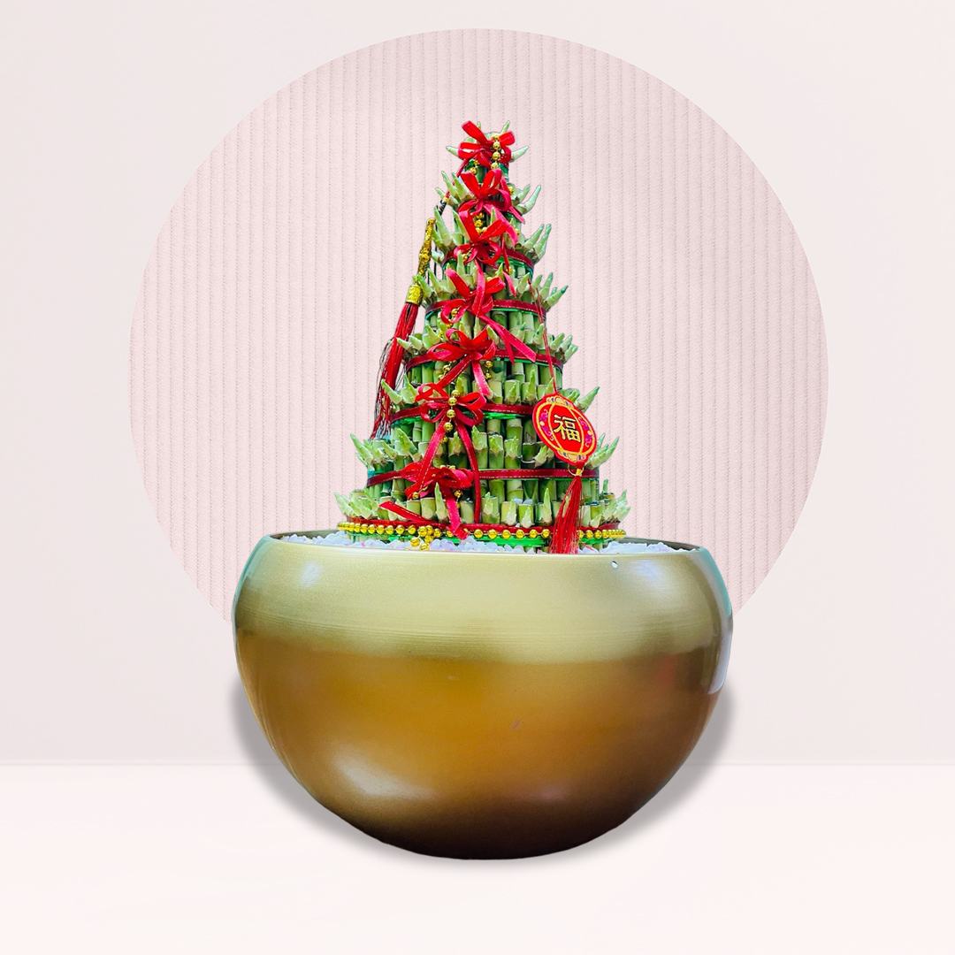 Buy Dracaena Bamboo Ceramic Pot Online | CNY Flowers in KL