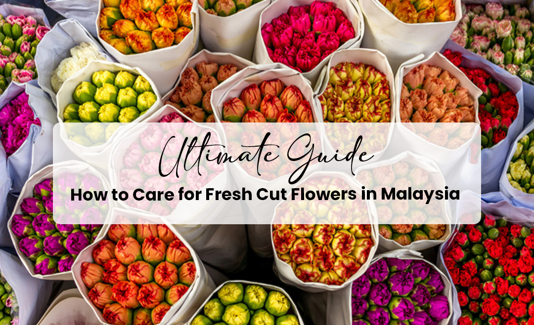 Fresh Cut Flowers - Things to Take Care For Long Lasting
