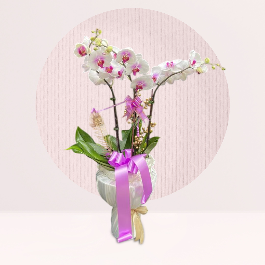 Buy Hari Raya Flower Orchid Pot Arrangement Online | Wenghoa